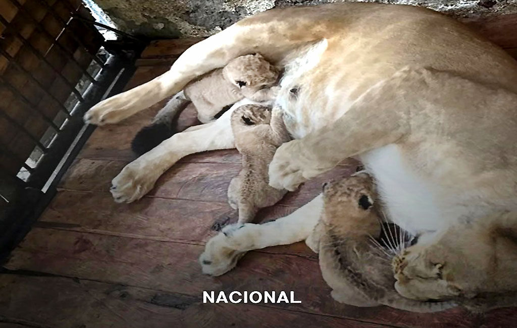 Nacen tres leoncitos de Murachi y Carú en zoológico de Mérida
