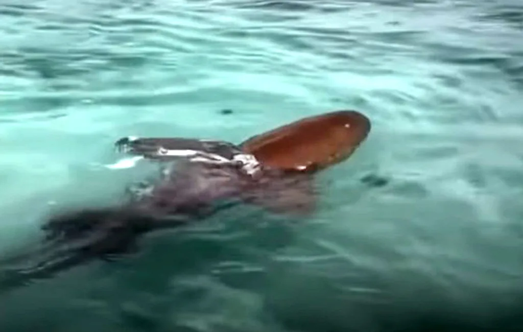 Tiburón gato sorprendió a bañistas en Los Juanes del Parque Morrocoy