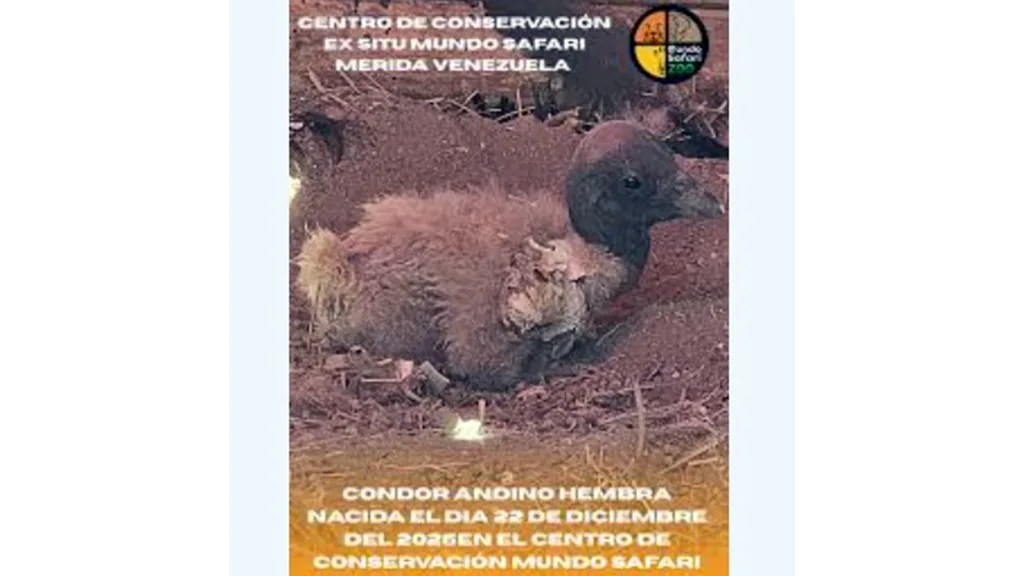 Nace Cóndor Andino en Mundo Safari Zoo, Mérida