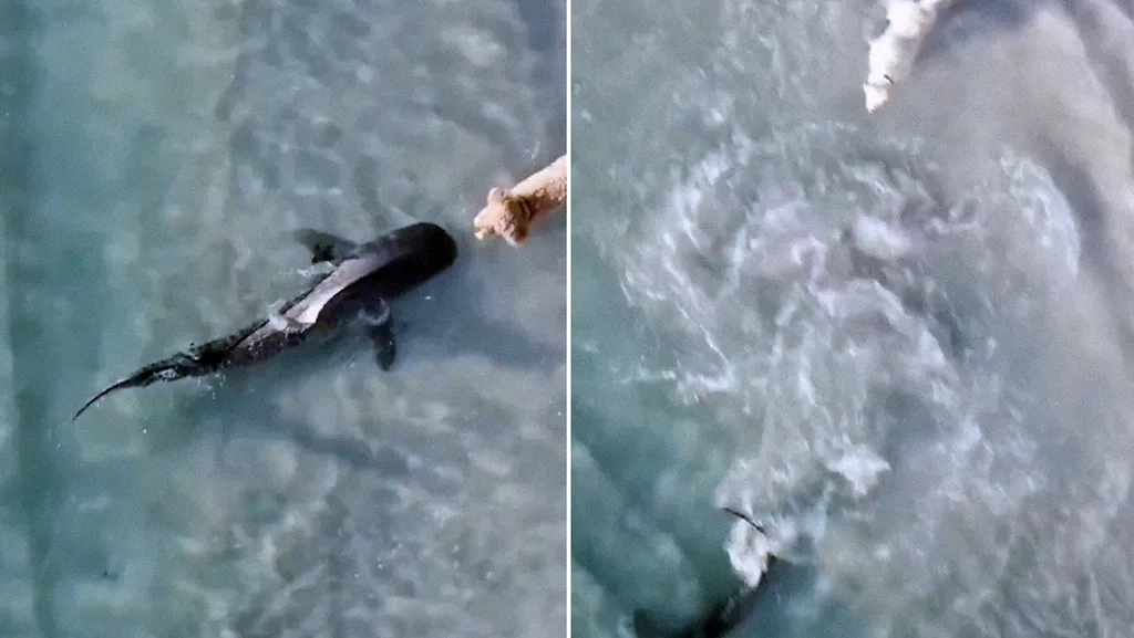 Perro y tiburón se ven las caras en un petrificante encuentro