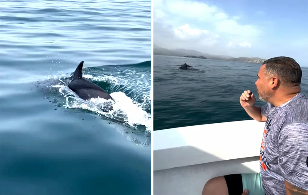 Delfines aparecen en parque nacional Mochima en pleno asueto de Carnaval